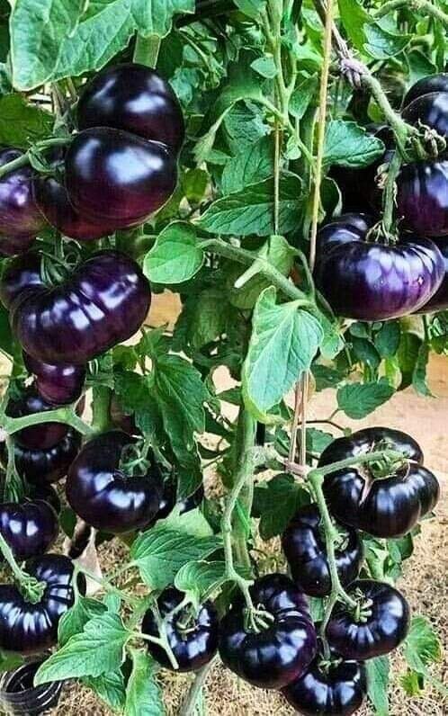:) Помидоры сорта Жаркие угли, вкусные и красивые для салата, в засолку ...